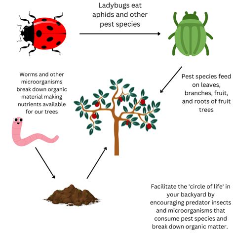 Reducing Pest And Disease Attacks On Fruit Trees Plantnet® Australia