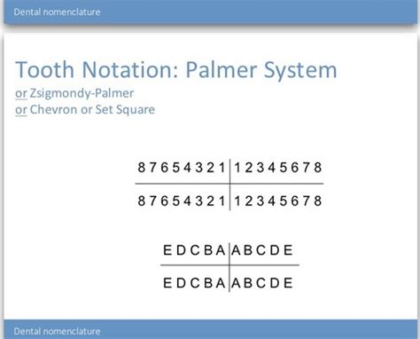 Dental Charting And Radiography Flashcards Quizlet Dental Charting And Radiography Flashcards Quizlet