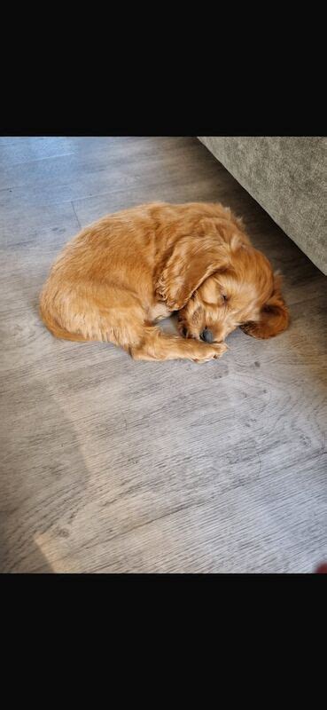 Results Page 2 For Miniature Cockapoo Puppies For Sale Cockapoo Owners