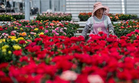 Chinas Yunnan Province Sees Blooming Flower Export In 2021 Global Times