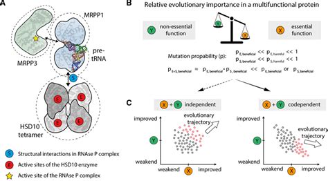 Evolutionary Constraints Resulting From Multifunctional Enzymes A The