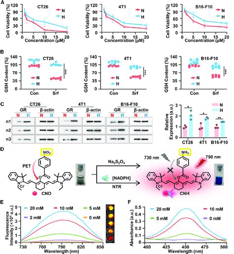 Hypoxia Impeded Antitumor Activity Of Srf And Turn On Hypoxia Download Scientific Diagram
