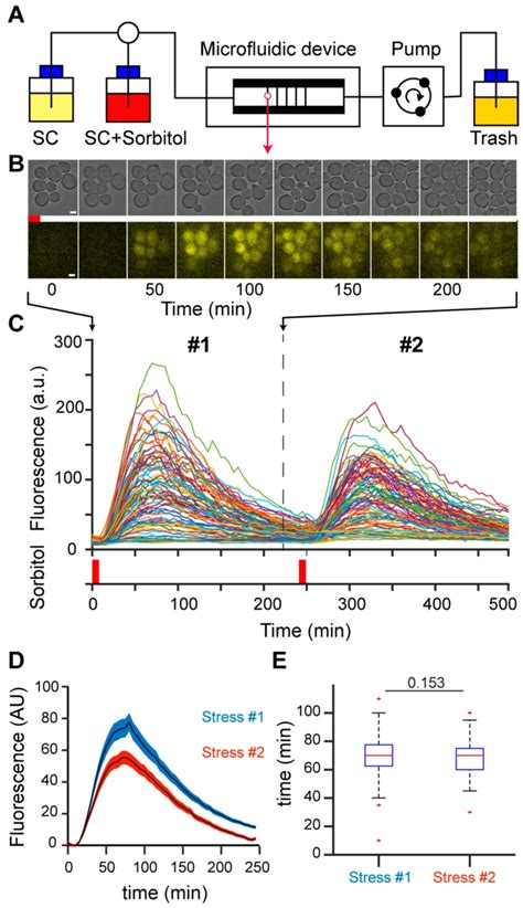 Hyperosmotic Stress Response Memory Is Modulated By Gene Positioning In Yeast Abstract