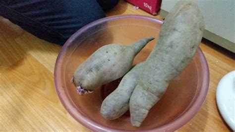 고구마 튀김 만들기 작전