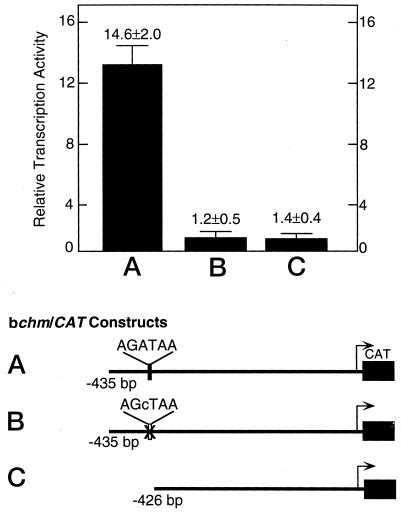 Transient Expression Of Bchm Cat Fusion Constructions A Schematic Download Scientific
