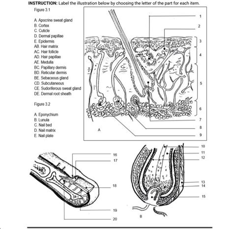[solved] Instruction Label The Illustration Below By Choosing The Letter Of Course Hero