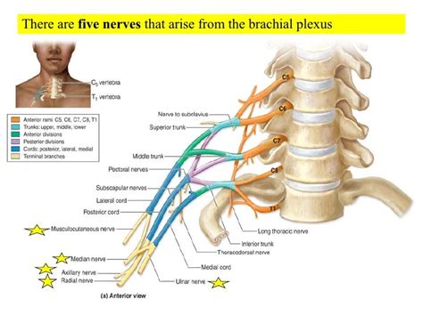 Spinal Cord Nerve Plexus