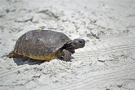 A Gopher Tortoise Crosses Tire Tracks On The Beach As It Searches For