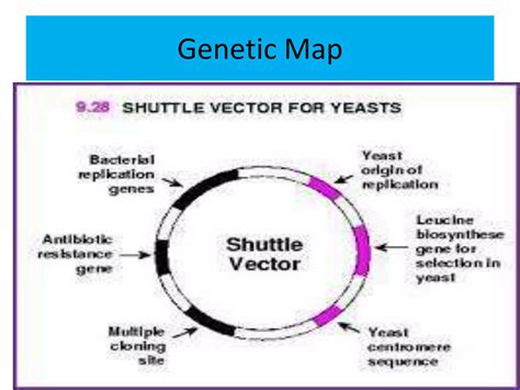 Shuttle Vector Ppt Biological Sciences Science