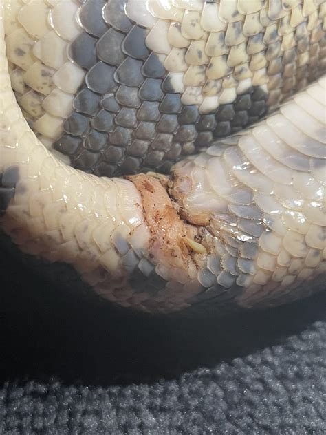 Can Anyone Help Me Identify What This Is R Ballpython