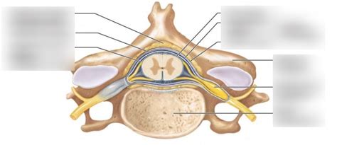 Spinal Cord And Nerves Diagram Quizlet Spinal Cord And Nerves Diagram Quizlet