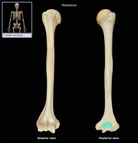 Olecranon Fossa Of Humerus
