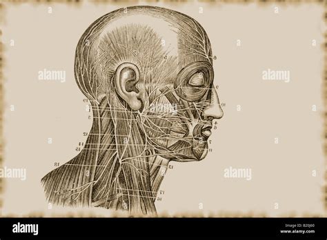 Cervical Plexus Drawing