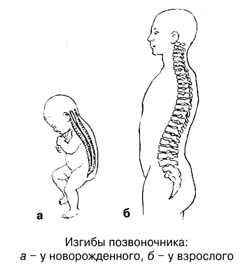 Лекция № 3 «Период грудного возраста. Анатомо-физиологические ...