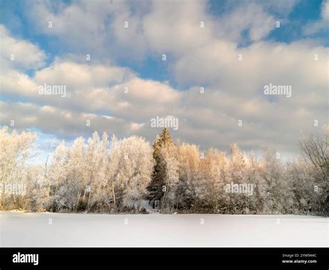 Winter Tree Line Along A Farm Field Stock Photo Alamy