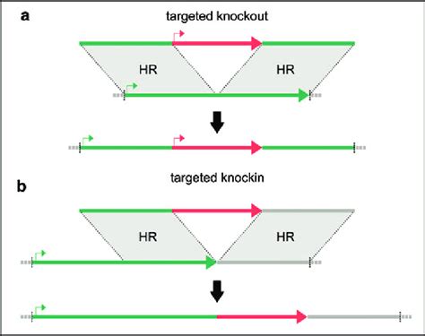 Two Principles Of Gene Targeting By Homologous Recombination Inspired Download Scientific