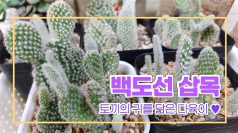 220322 다육스케치 L 백도선 삽목 L 토끼의 귀를 닮은 다육 Youtube