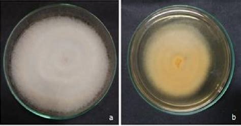 Figure 1 From Exploring Biocontrol Efficacy Of Trichoderma Spp Against Fusarium Sacchari The