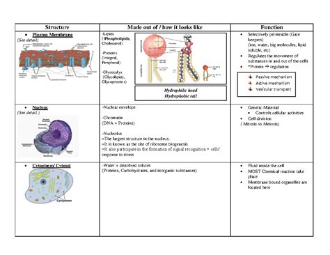 Cell Strucutre Prinable Structure Made Out Of How It Looks Like