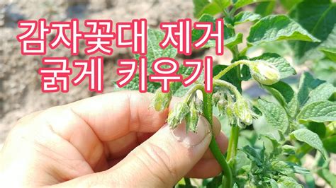 [감자재배방법] 감자꽃대자르기 감자크게키우기 youtube