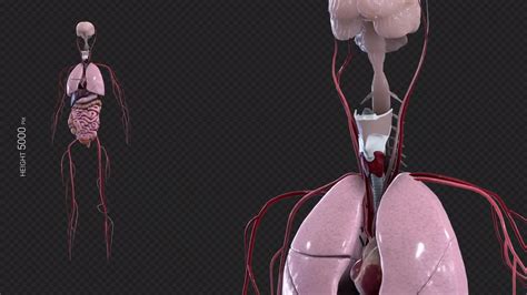 Rotating Human Organs On Alpha Loop Stock Motion Graphics Motion Array