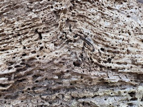 Premium Photo The Texture Of A Tree Trunk Is Made Of Wood