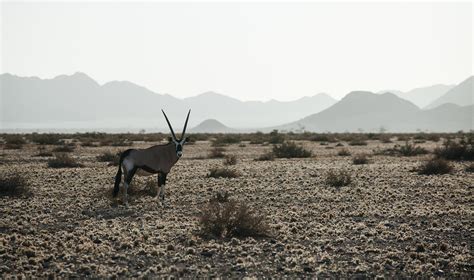Entdecke Die Heimischen Wildarten In Namibia Xncuc