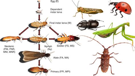 Reproductive System In Insects Structure Types Functions Biology Notes Online