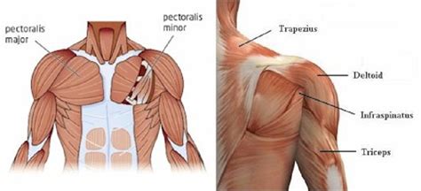 Chest Muscles Diagram Cat Muscle Diagram Page 1 Line 17qq Com You