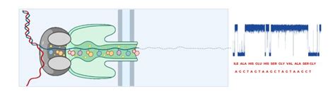 Iuliana Soldanescu On Linkedin Detection Of Biological Molecules Using