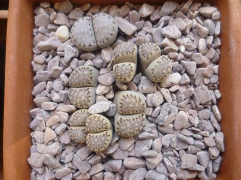 Lithops Julii Lithops Food Vegetables
