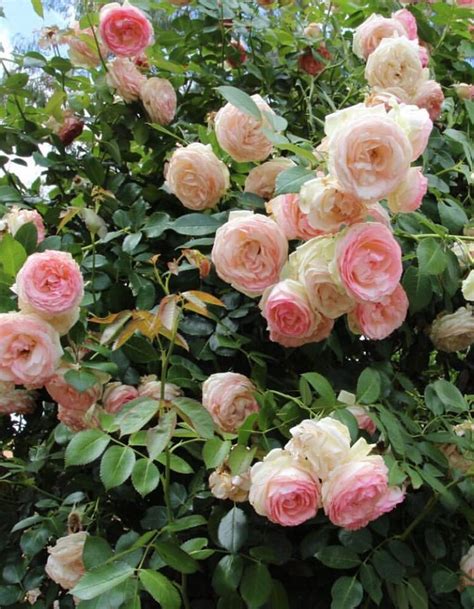 Роза миниатюрная Сиреневая 1 шт 🌳 Саженцы
