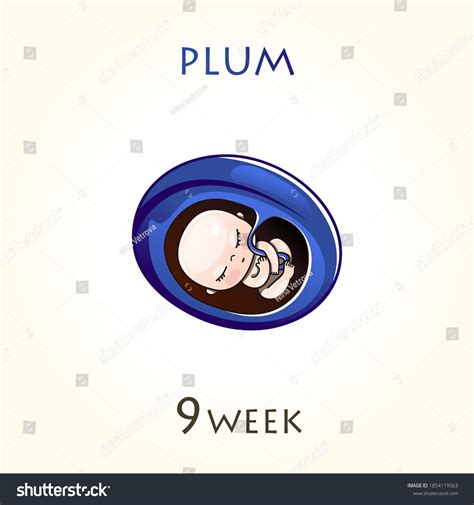 Stages Development Pregnancy Size Embryo Weeks Stock Vector Royalty