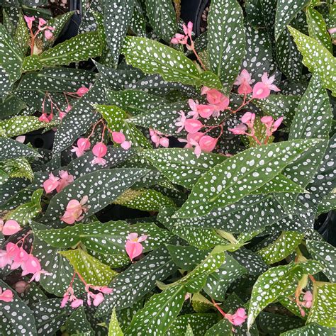 Begonia Maculata Silver Spot Cane Begonia 45 Pot Little