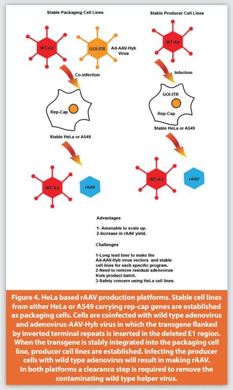 Advances In Recombinant Adeno Associated Virus Production For Gene Therapy American