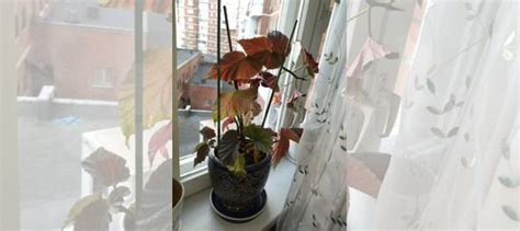 Цветы домашние в горшках купить в Москве Товары для дома и дачи Авито