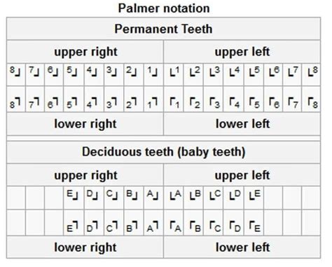 Teeth Numbers Quadrants