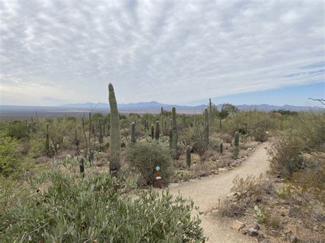 Desert Museum Is Tucsons Top Attraction And Absolutely Arizona
