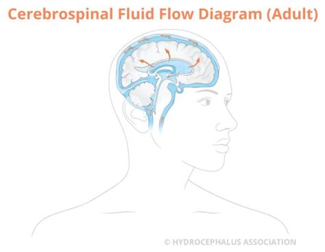 Cerebrospinal Fluid Circulation Pathway