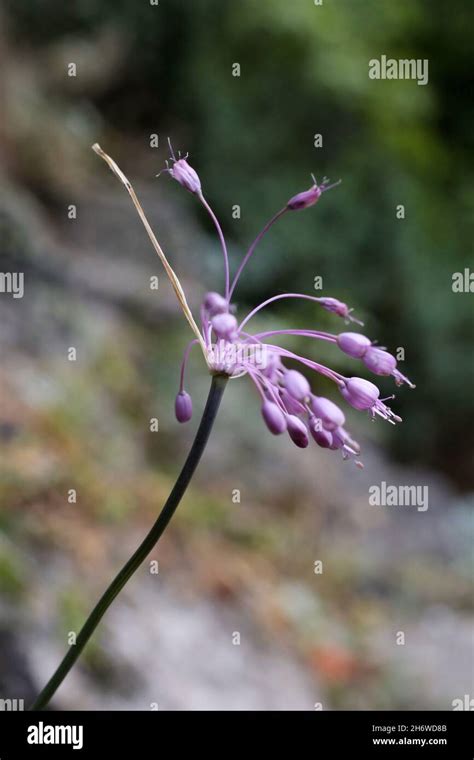 Allium Carinatum Subsp Pulchellum Allium Cirrhosum Amaryllidaceae