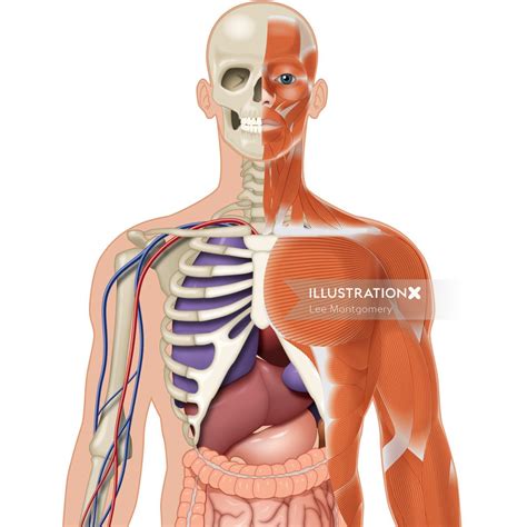Body Anatomy Illustration At Lula Tong Blog