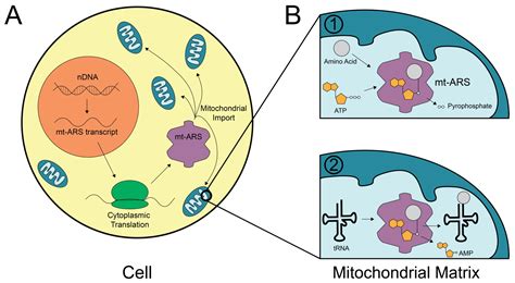 Genes Free Full Text The Role Of Nuclear Encoded Mitochondrial Trna