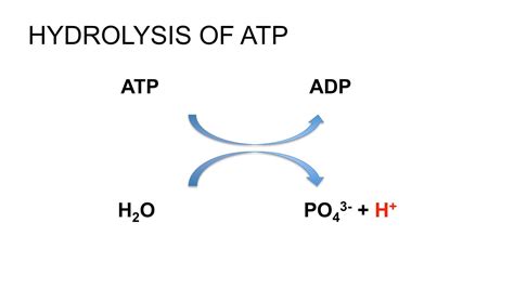 Hydrolysis Of Atp Equation
