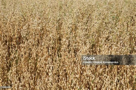 익은 귀리 귀 풀 프레임 곡물 배경을 수확하십시오 농장 밭에서 자라는 수확을 위해 준비된 노란 시리얼 밭의 숙성 귀를 배경으로합니다 문자 메시지 광고를위한 공간을