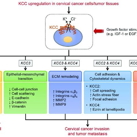 Regulation And Homeostasis Of Cell Volume Regulatory Volume Decrease
