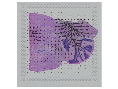 Visium Data Example Mouse Brain — Commot 003 Documentation