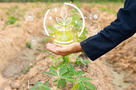 Premium Photo Cassava Growers Use Artificial Intelligence Technology To Check The Yield Of