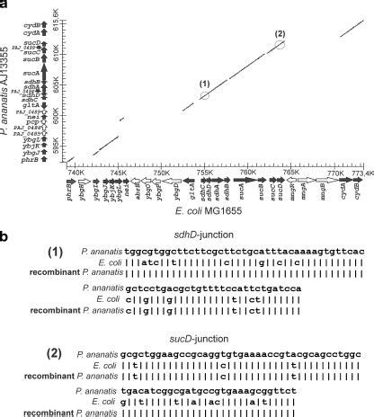 A Short Stretch Of Nucleotide Identity Provides Homologous Download Scientific Diagram