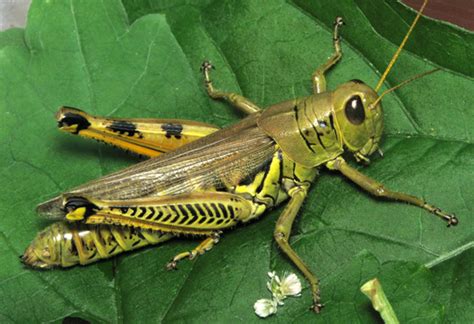 How Long Do Grasshoppers Live How Long Do Grasshoppers Live