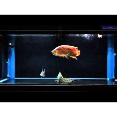 Jual Stiker Begroun Aquarium Warna Hitam Glossy Ukuran 120cm X 50cm